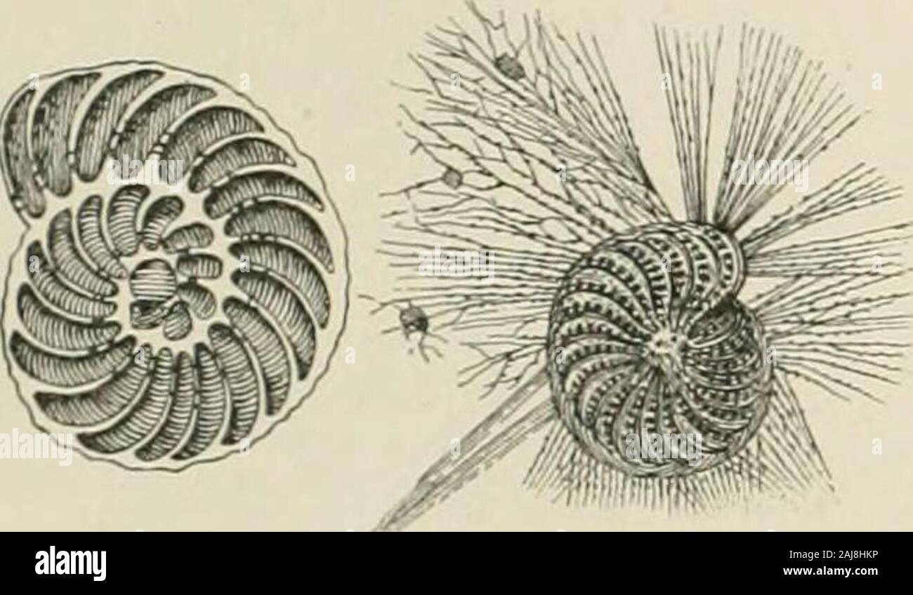 Rhotacism hi-res stock photography and images - Alamy