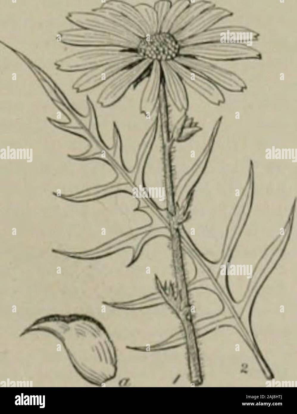 Marinem hi-res stock photography and images - Alamy