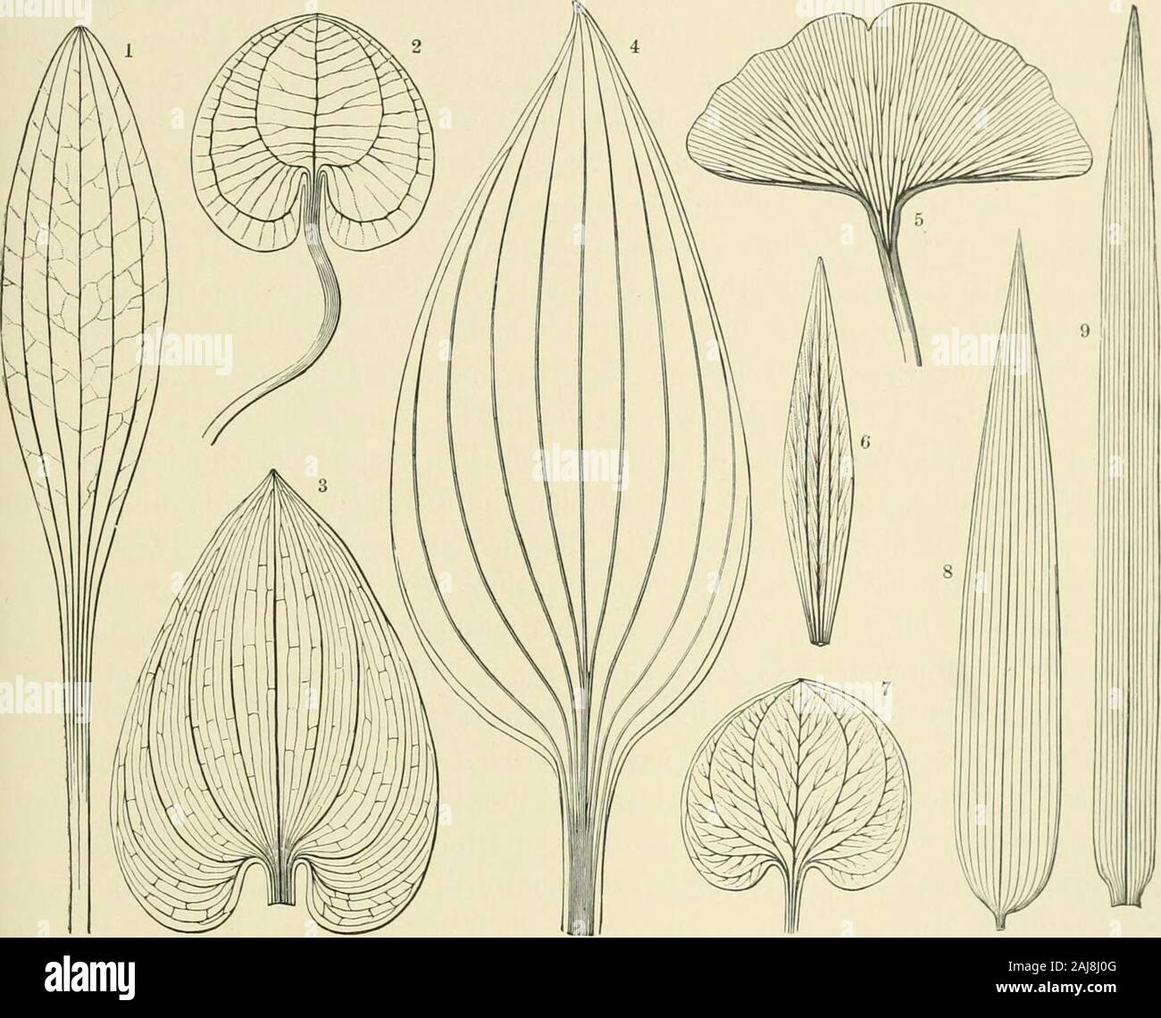 Plantago species hi-res stock photography and images - Alamy