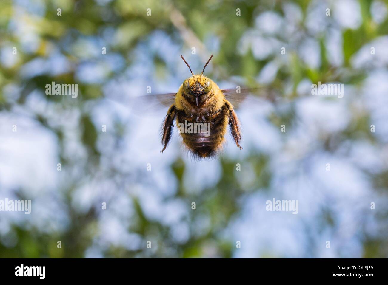 Bumblebee Bug Flying