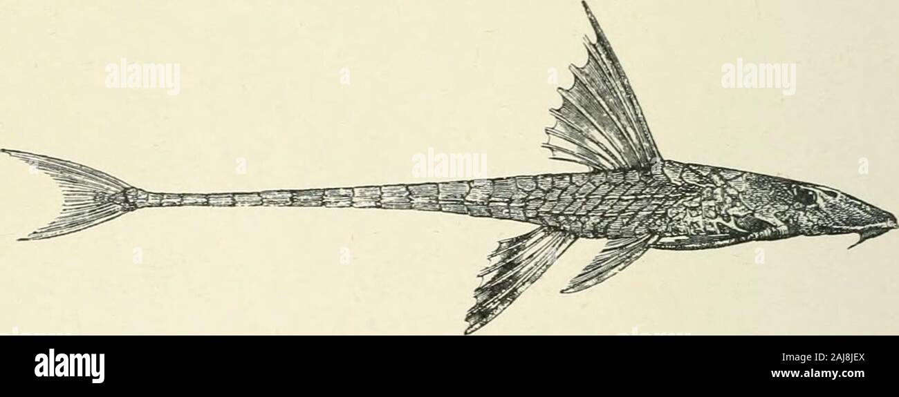 Rigid armour plates hi-res stock photography and images - Alamy