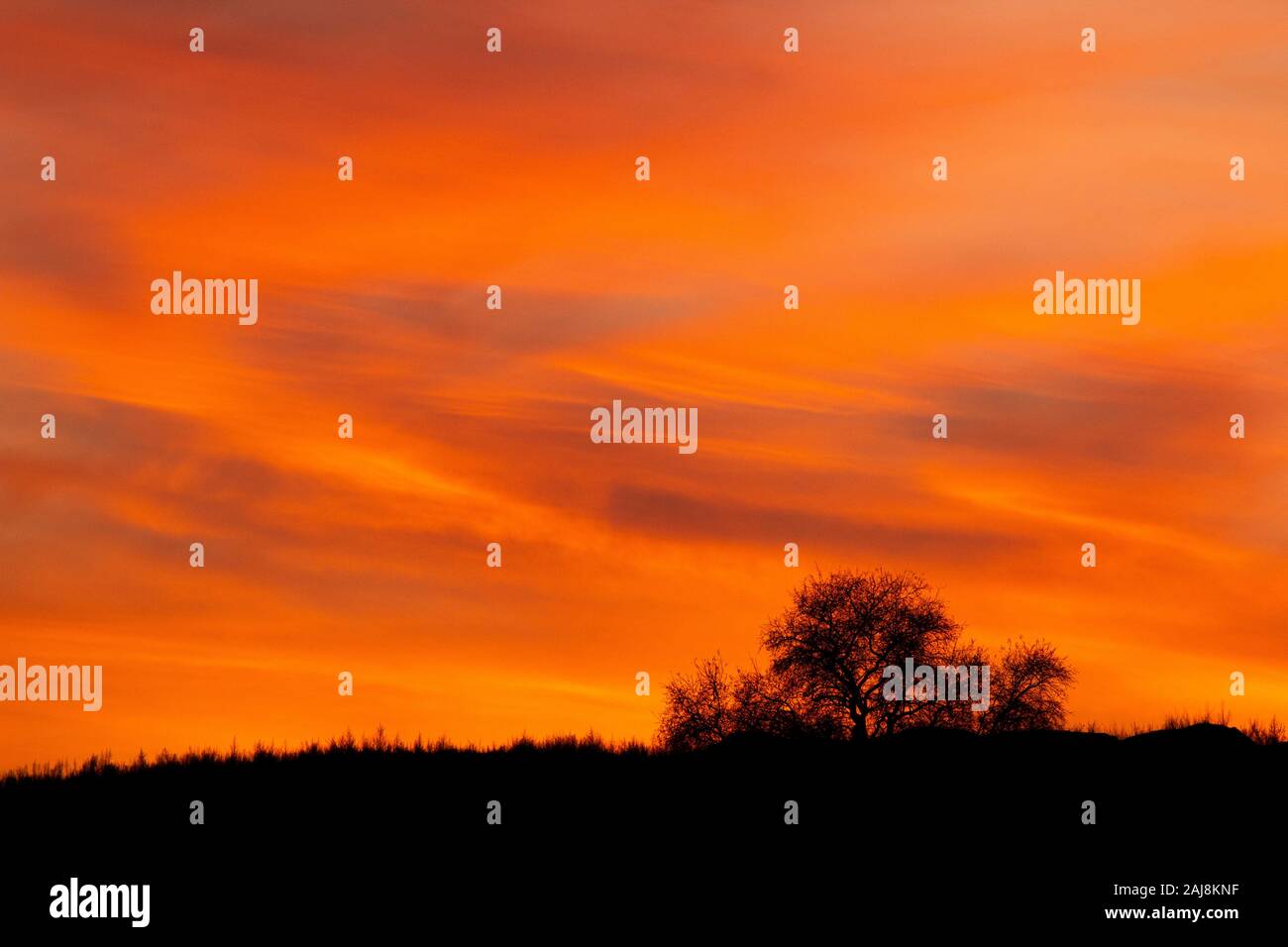 Tree silhouette on a cloudy intense orange sunset Stock Photo - Alamy