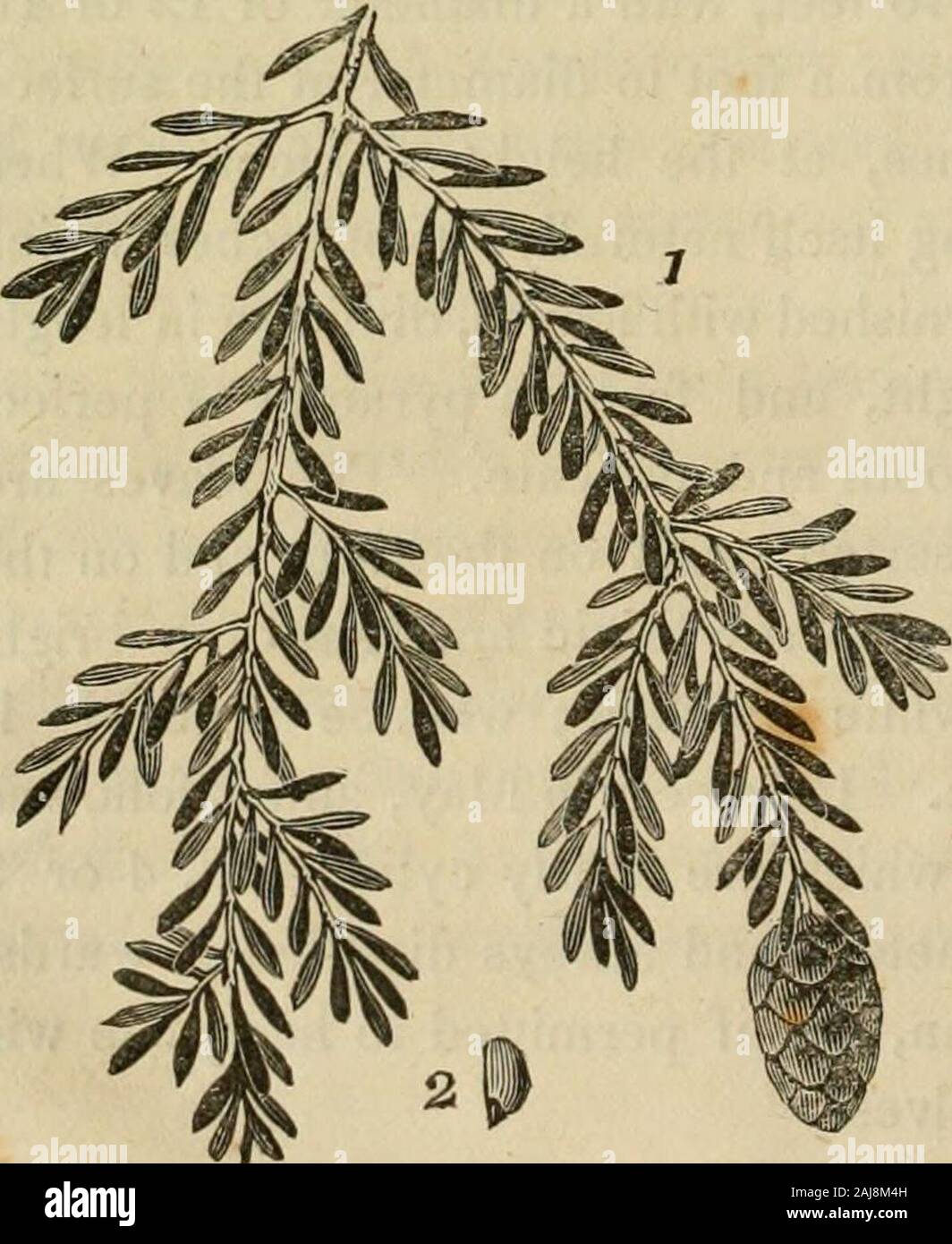 Balm of gilead tree hi-res stock photography and images - Alamy