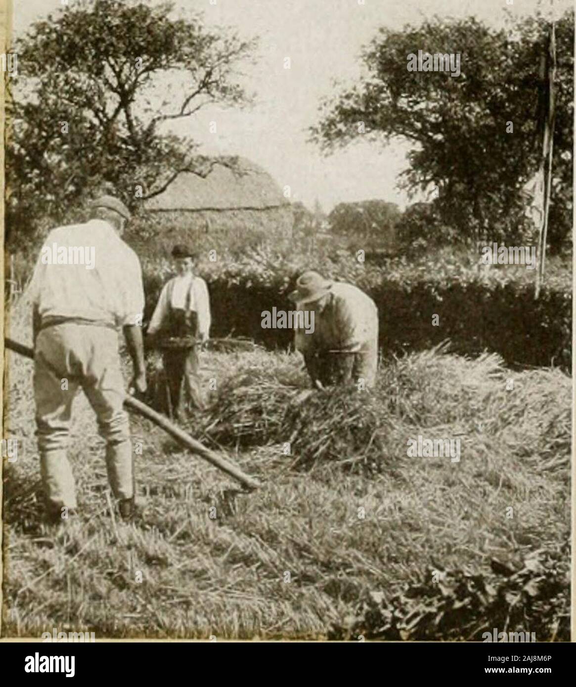 Harvest scenes of the world . Harvesting a HeavyCrop of Rye ...