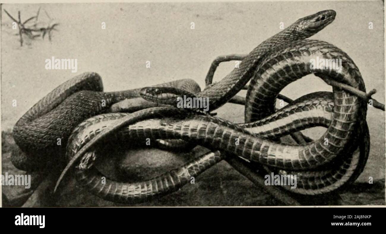 Reptile snake queen hi-res stock photography and images - Alamy