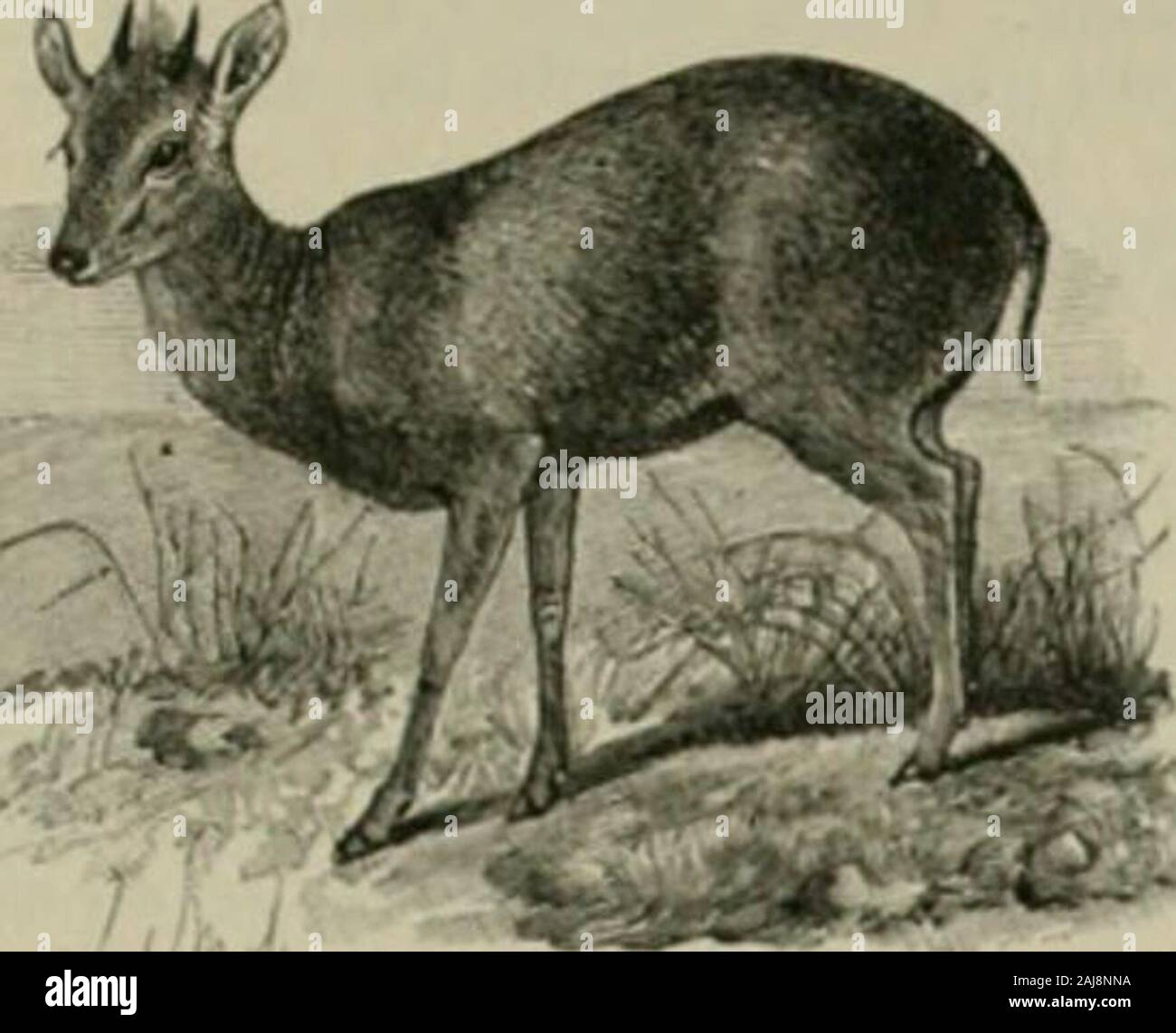 Straight pointed horns hi-res stock photography and images - Alamy