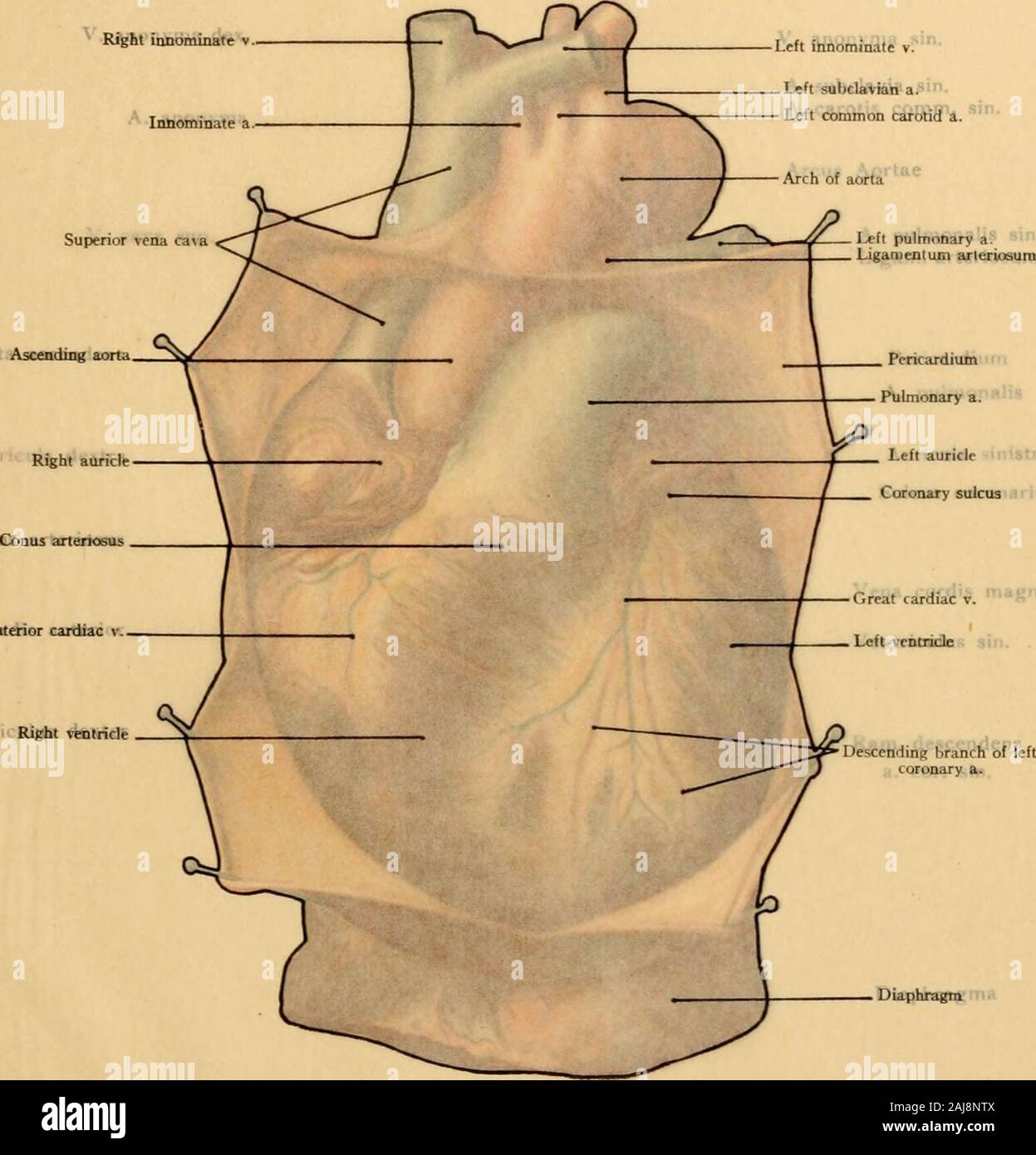 Thoracic wall hi-res stock photography and images - Alamy