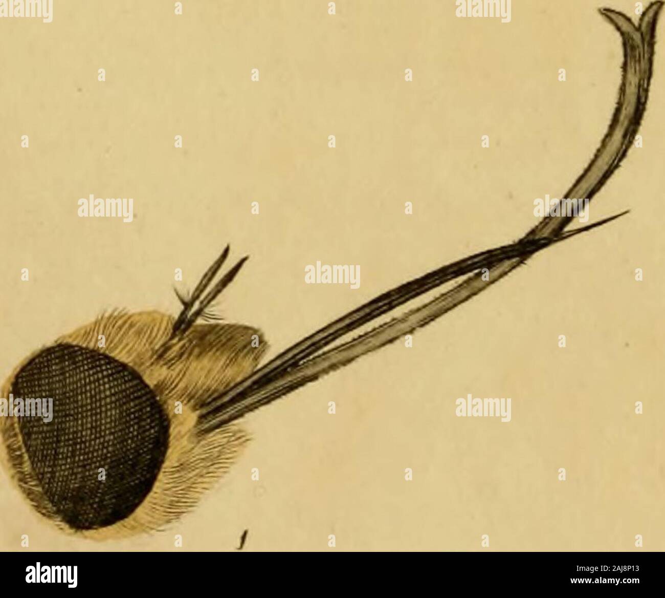 Trunk taper hi-res stock photography and images - Alamy