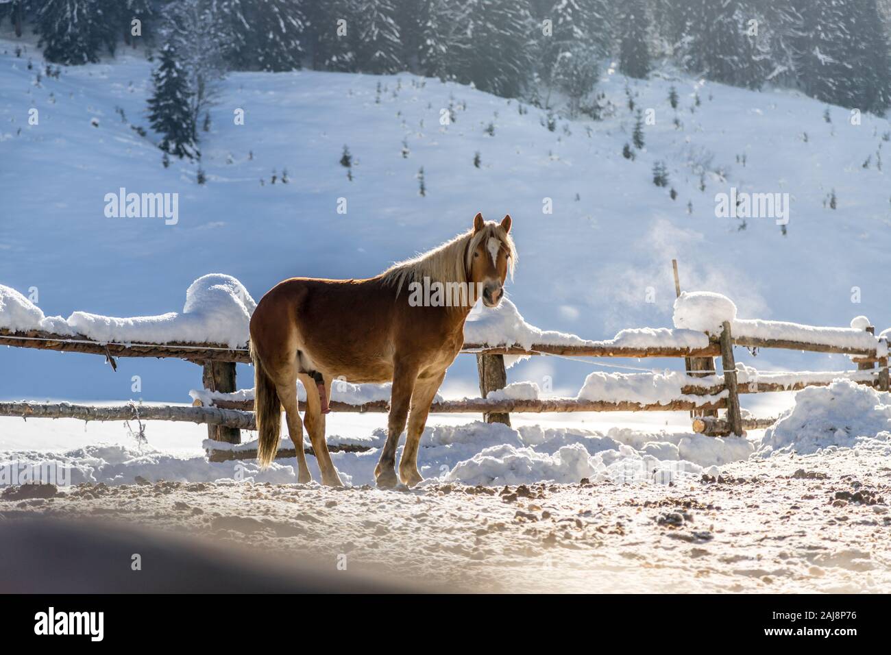 Brown horse is standing on an idyllic paddock in winter, sunshine Stock ...