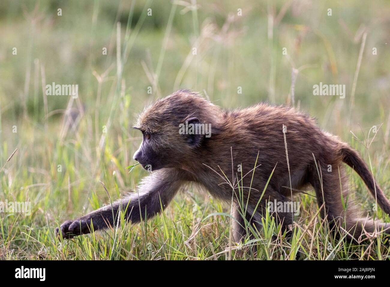 Baboon baby in the grass Stock Photo - Alamy