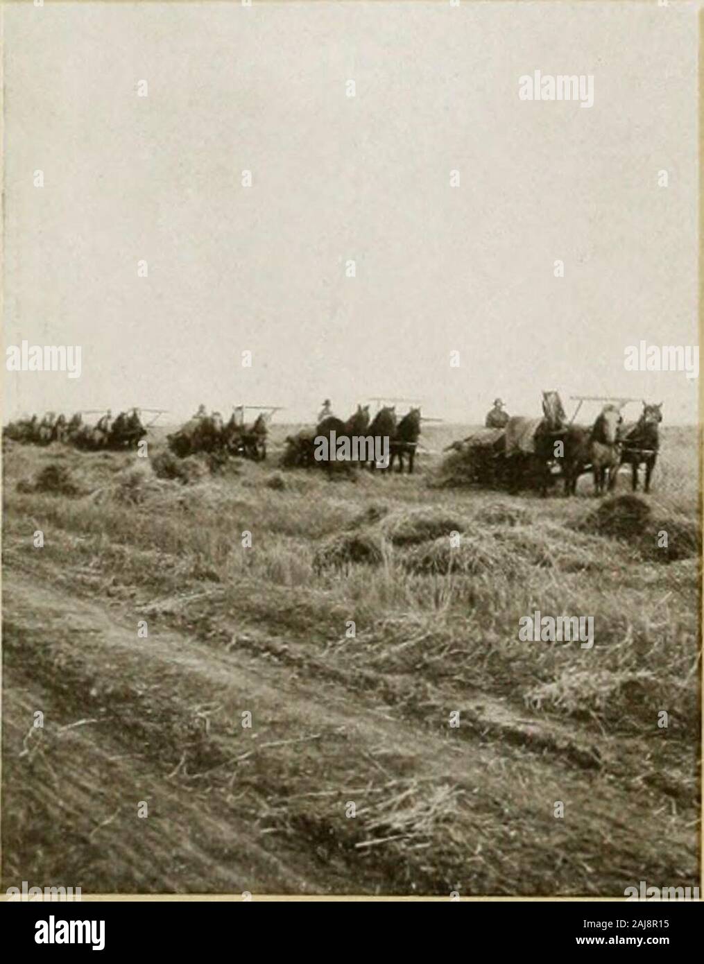 Harvest scenes of the world . Threshing Scene irWestern Canada Stock ...