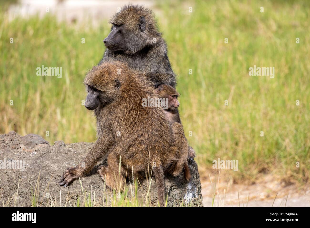 African baboons hi-res stock photography and images - Alamy