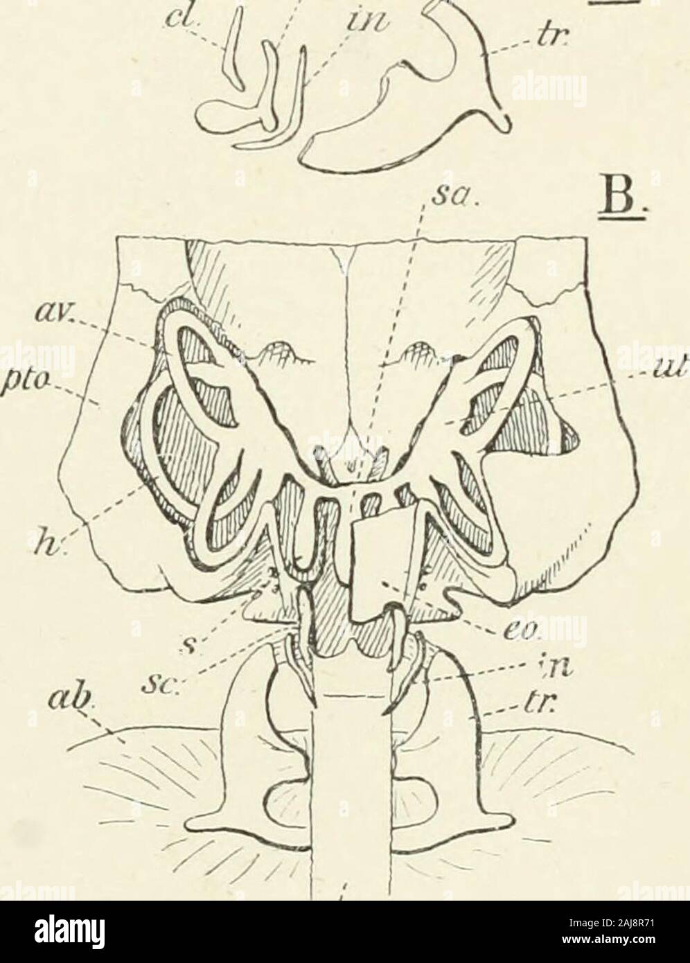 Scaphium hi-res stock photography and images - Alamy