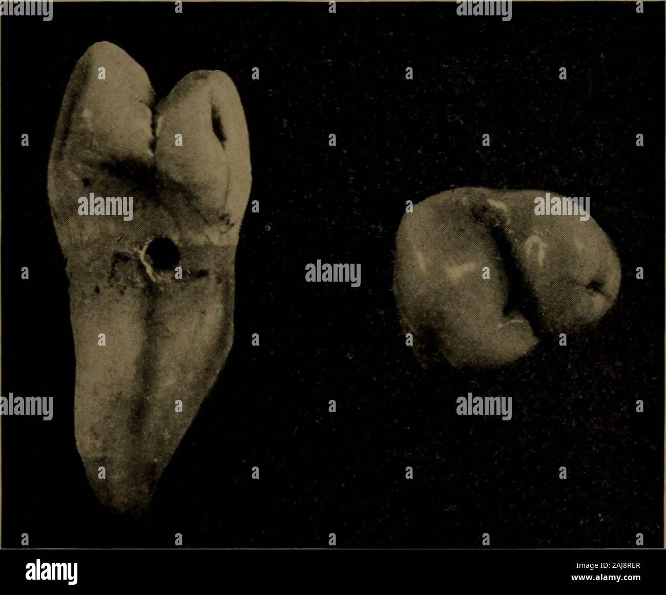 Showsan hi-res stock photography and images - Alamy