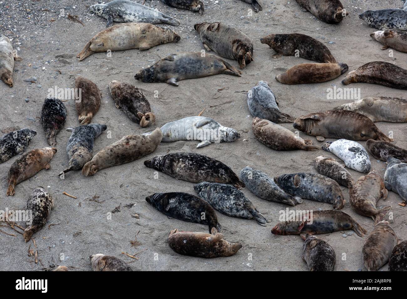 Grey seals england hi-res stock photography and images - Alamy