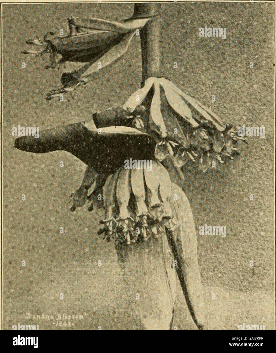 Triumphs and wonders of the 19th century, the true mirror of a ...