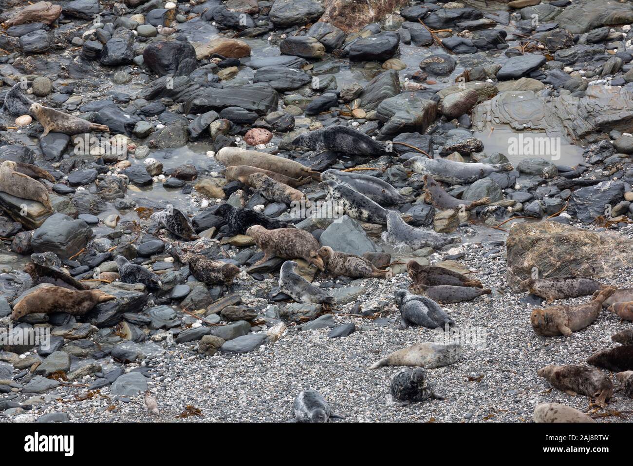Grey seals (Halichoerus grypus) on the shore at Mutton Cove, Godrevy ...