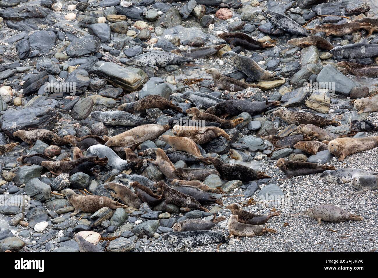 Mutton cove at godrevy point seals hi-res stock photography and images ...