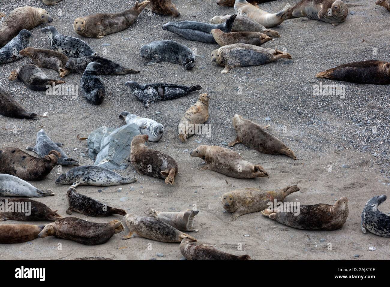 Mutton cove beach hi-res stock photography and images - Alamy
