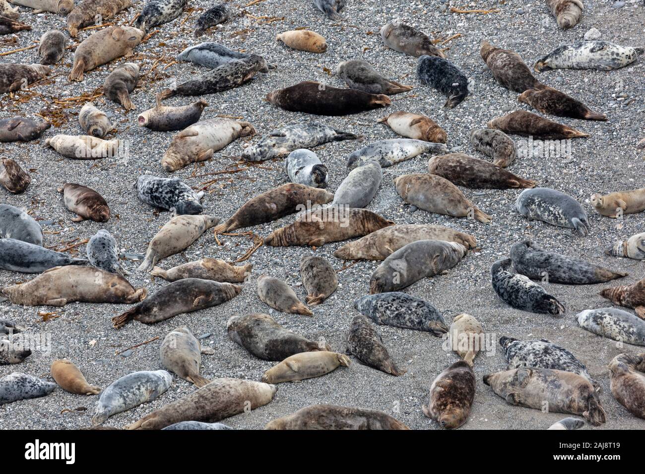 Grey seals (Halichoerus grypus) on the shore at Mutton Cove, Godrevy ...