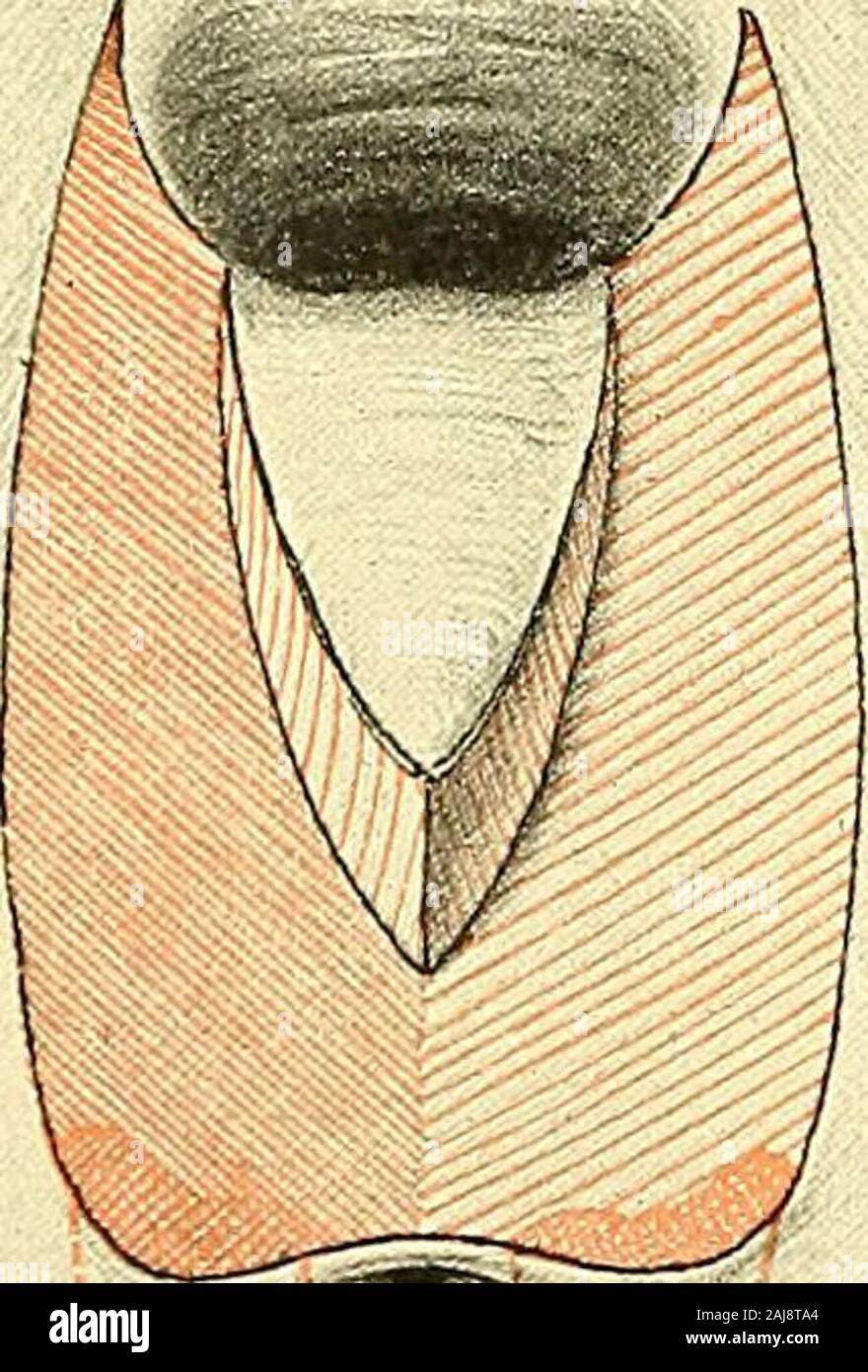 Operative gynecology : . 1. rr*FZ Stock Photo - Alamy