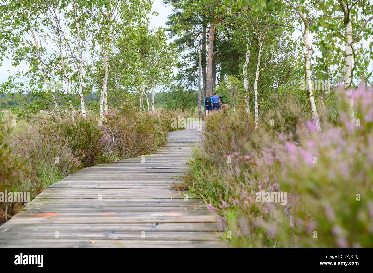 Thursley National Nature Reserve, SSSI, Surrey Stock Photo - Alamy