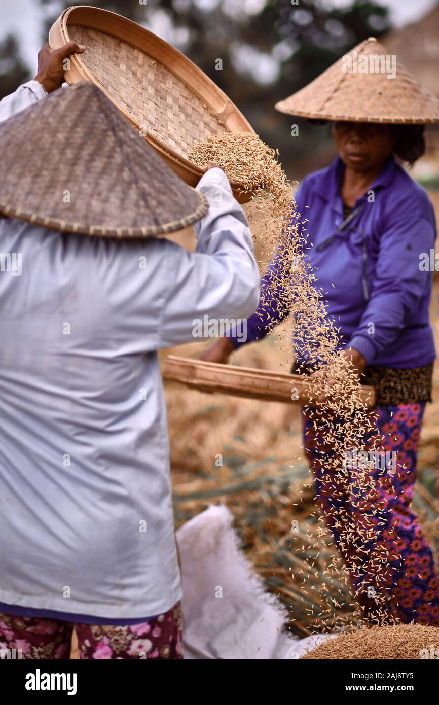 Bali, Indonesia - 3 Jan 2020: Rice from the field in farmer's hands ...