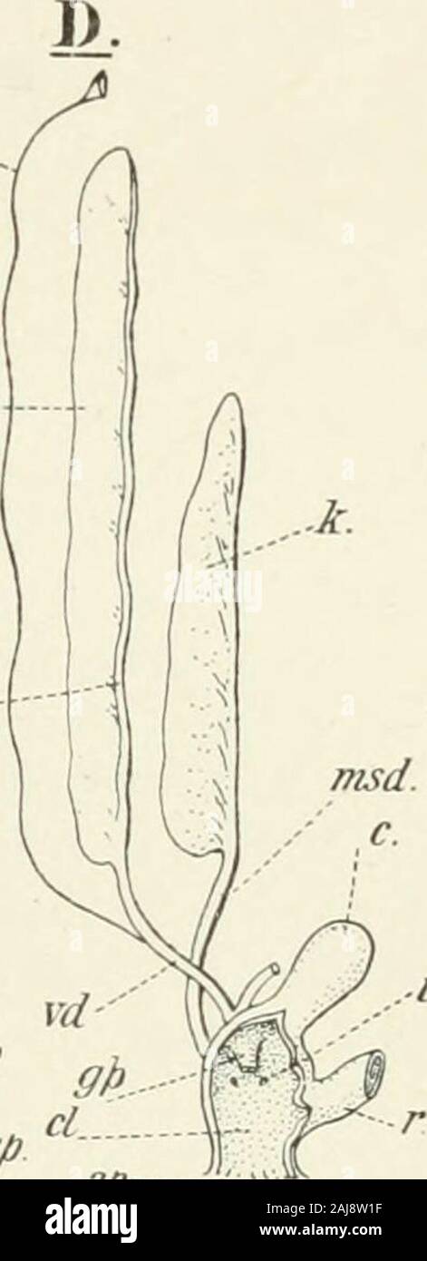 Renal papilla hi-res stock photography and images - Alamy