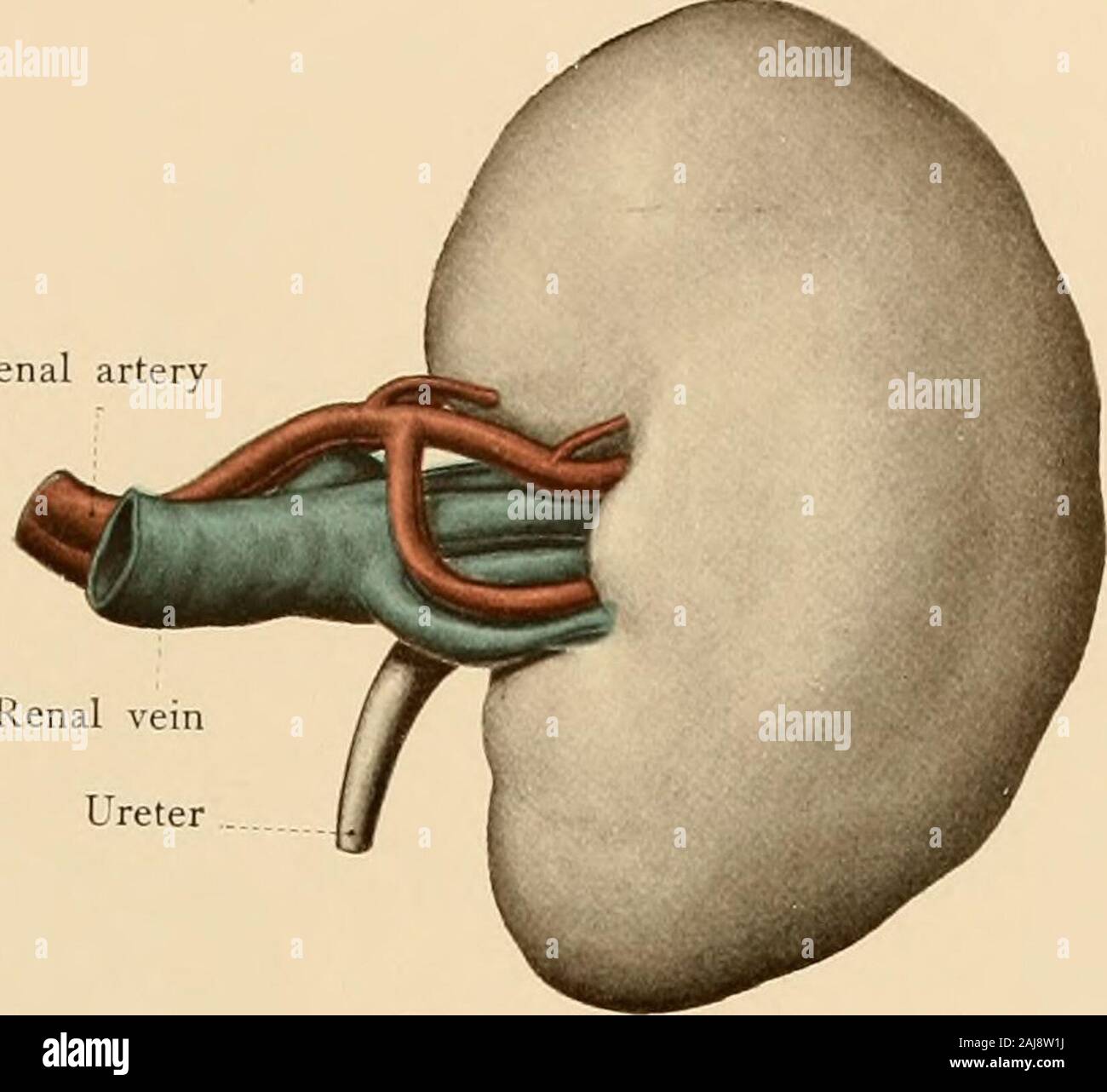 Atlas and text-book of topographic and applied anatomy . Fig. 66. Fig ...