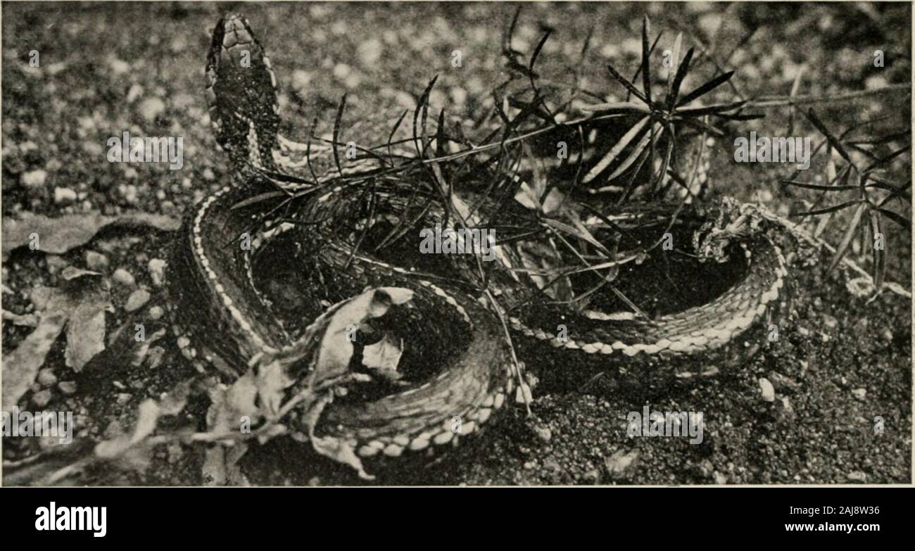 Snake bars hi-res stock photography and images - Alamy