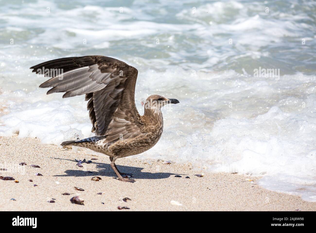 Young Kelp Gull (Larus dominicanus) just before taking off, close up at ...