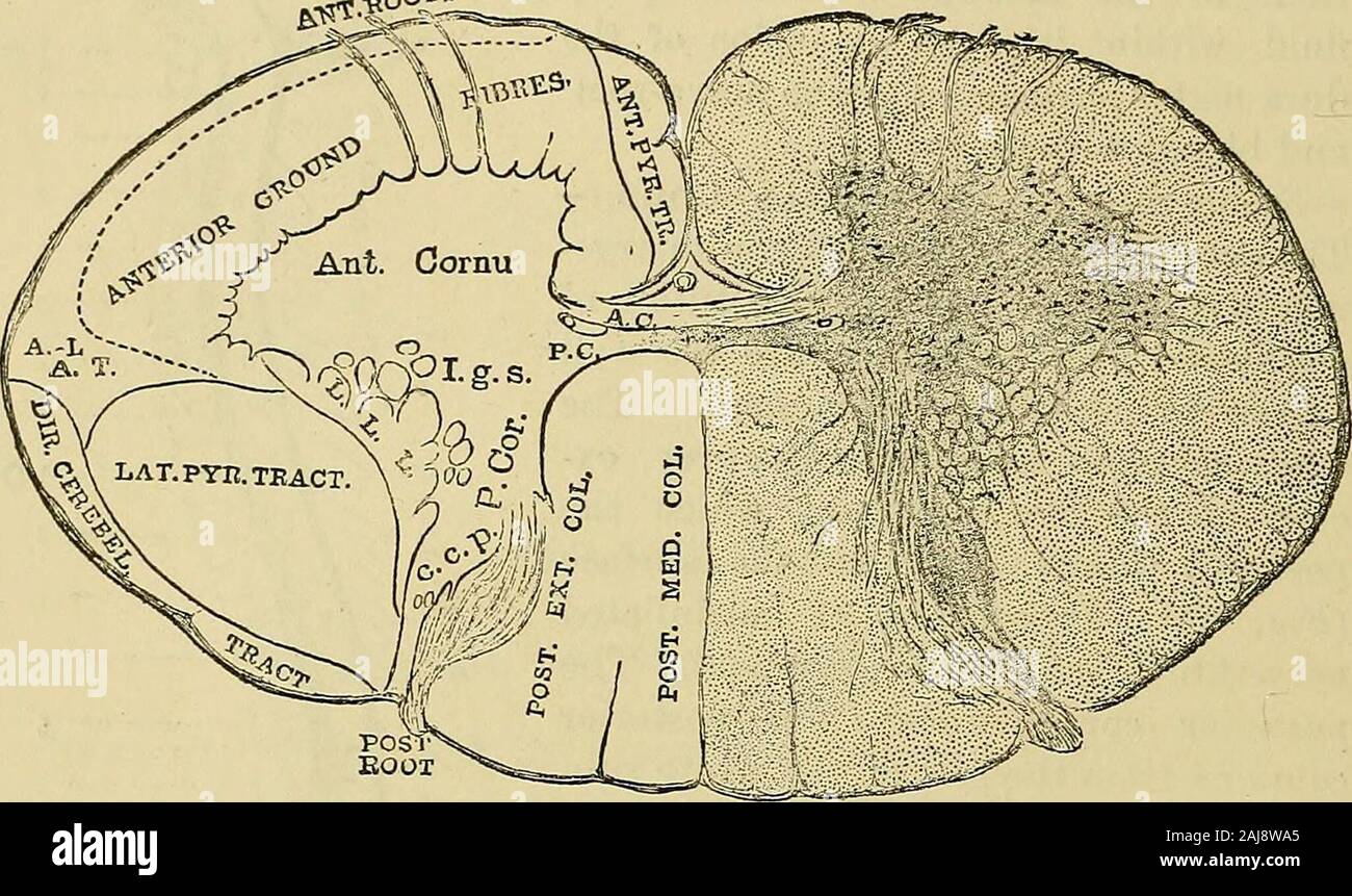 A manual of diseases of the nervous system . 164 SPINAL CORD. posterior ...
