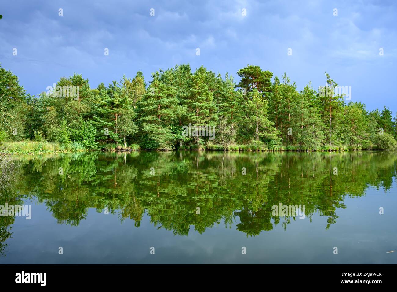 Thursley National Nature Reserve, SSSI, Surrey Stock Photo - Alamy