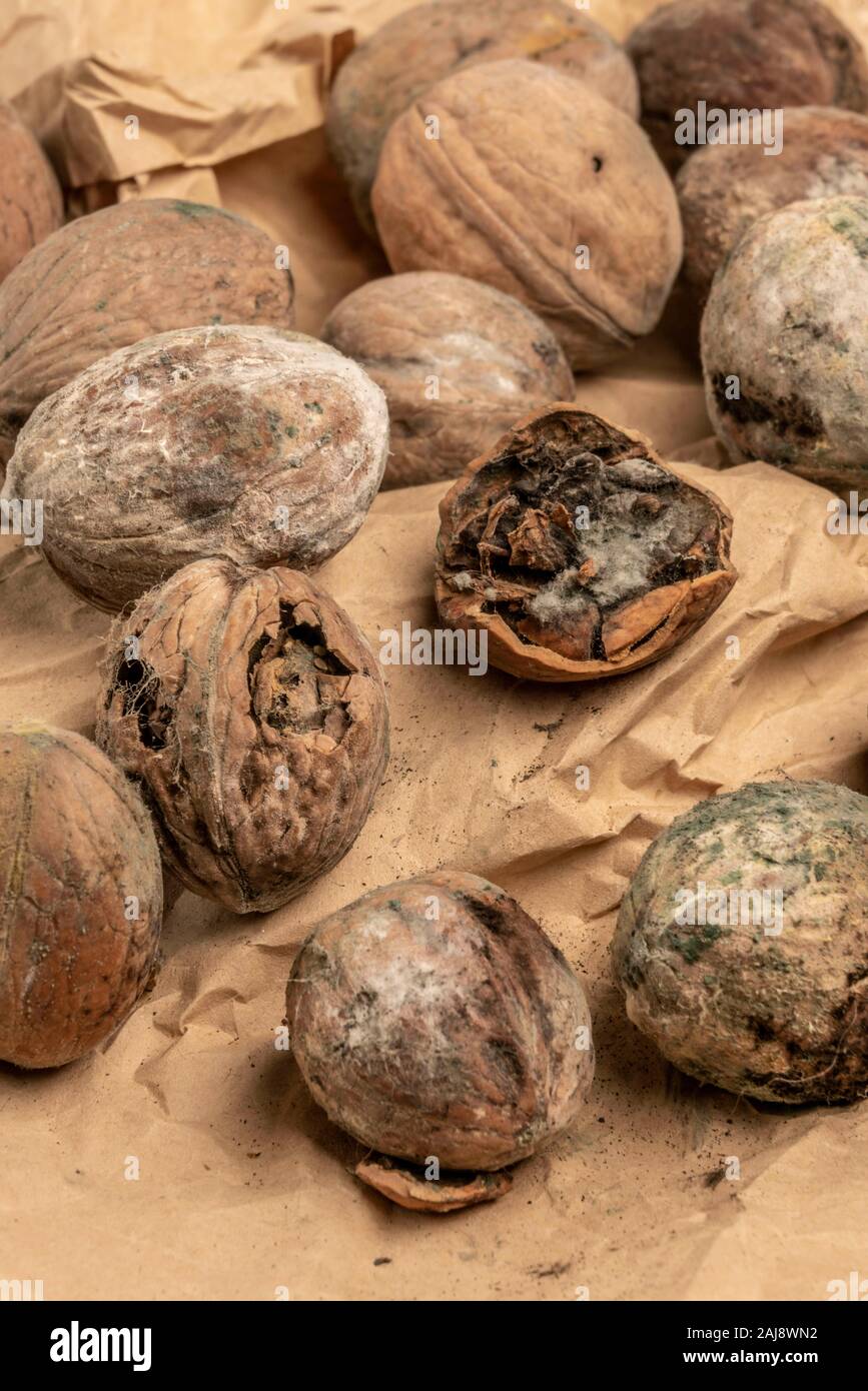 Rotten Walnut High Resolution Stock Photography and Images - Alamy