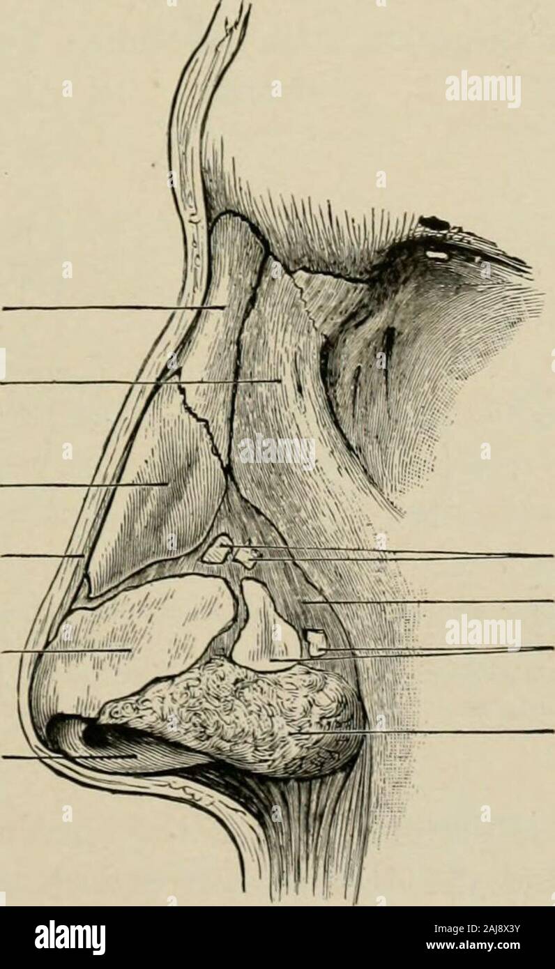 Greater alar cartilage hi-res stock photography and images - Alamy