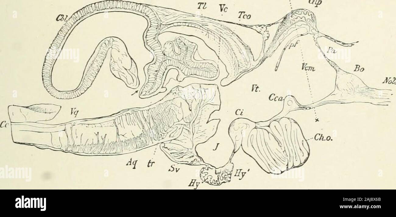 A treatise on zoology . )pear, or may be represented by a prolongation ...