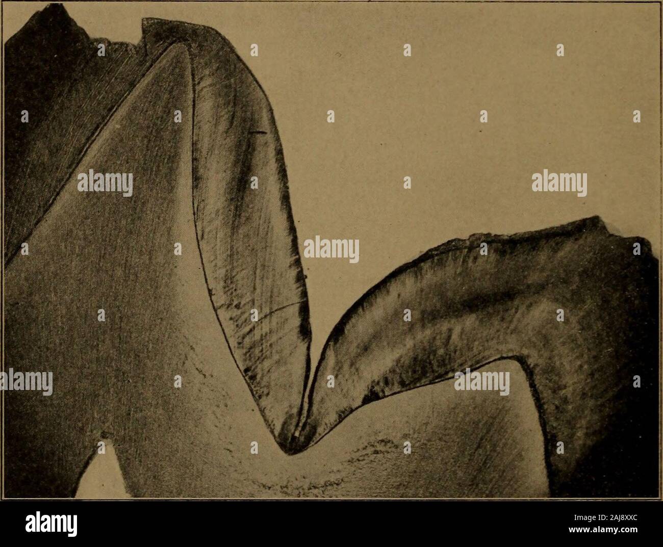 Structural histology hi-res stock photography and images - Alamy