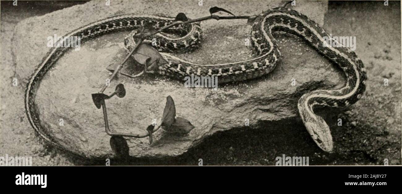 Snake bars hi-res stock photography and images - Alamy