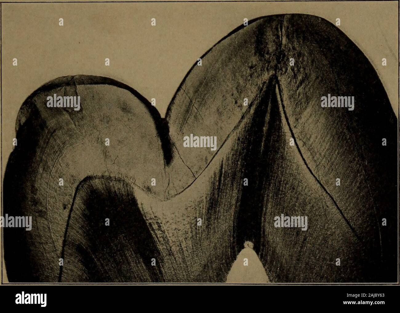 Structural histology hi-res stock photography and images - Alamy