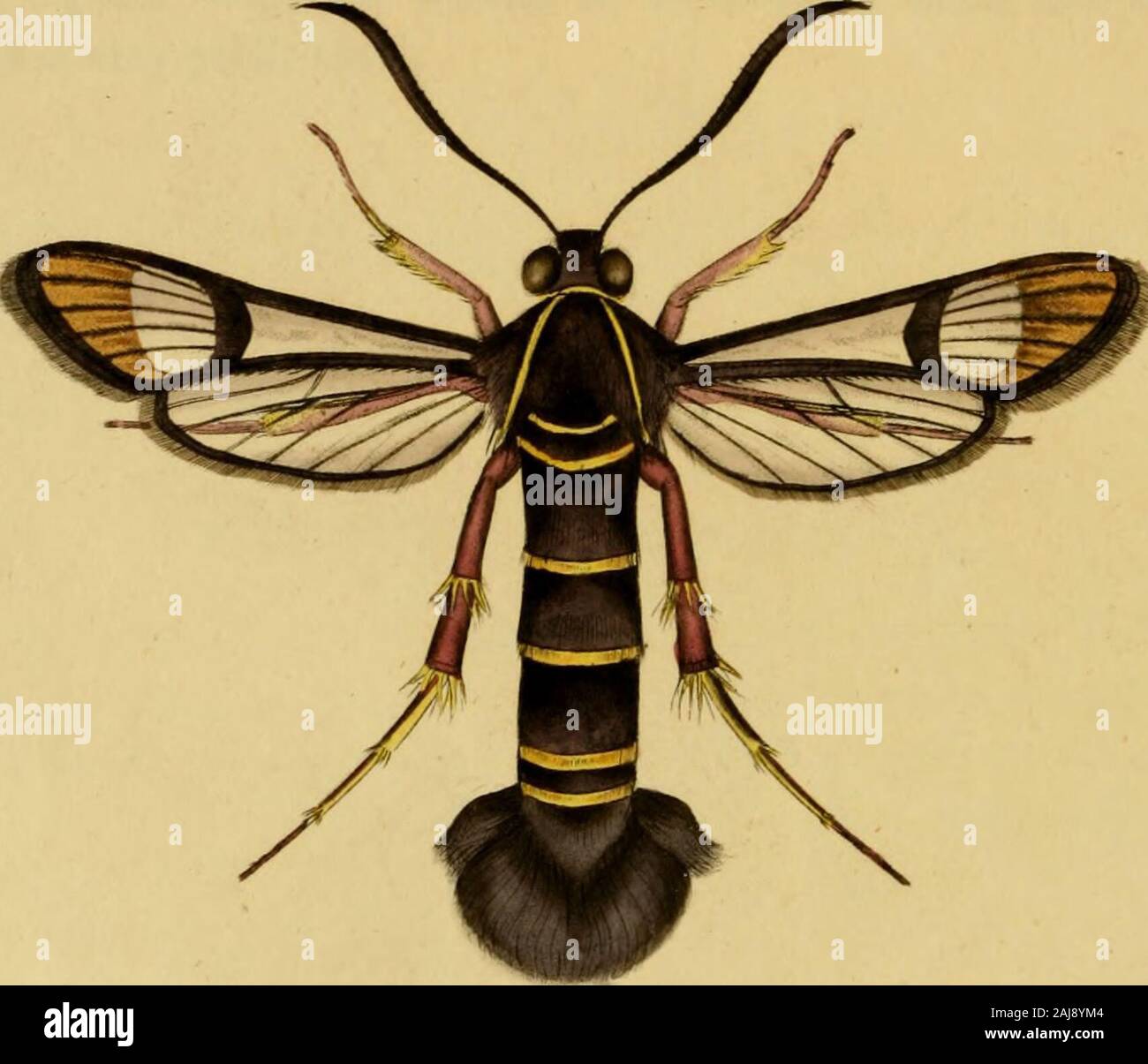 The natural history of British insects : explaining them in their ...