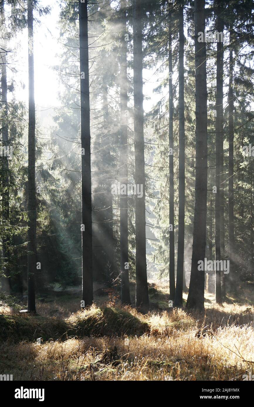 Haze sun tree hi-res stock photography and images - Alamy