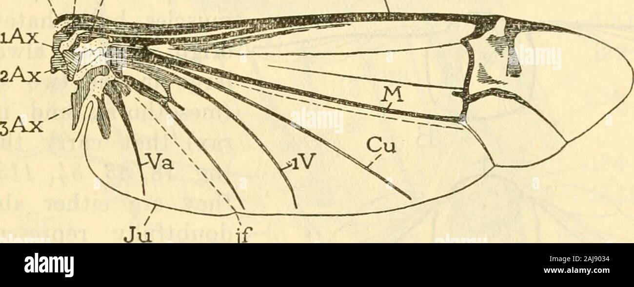 Sternal muscle hi-res stock photography and images - Alamy