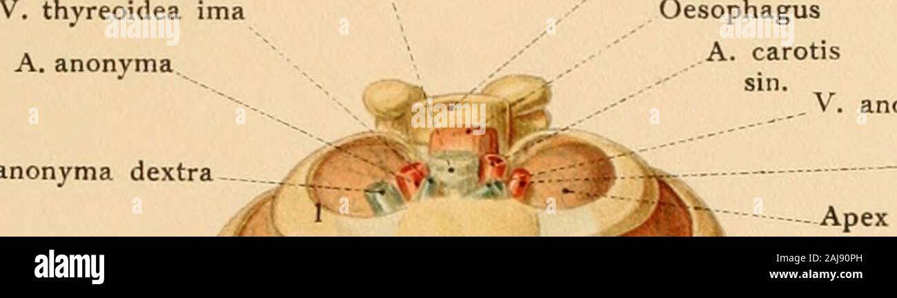 Atlas and text-book of topographic and applied anatomy . V. anonyma ...