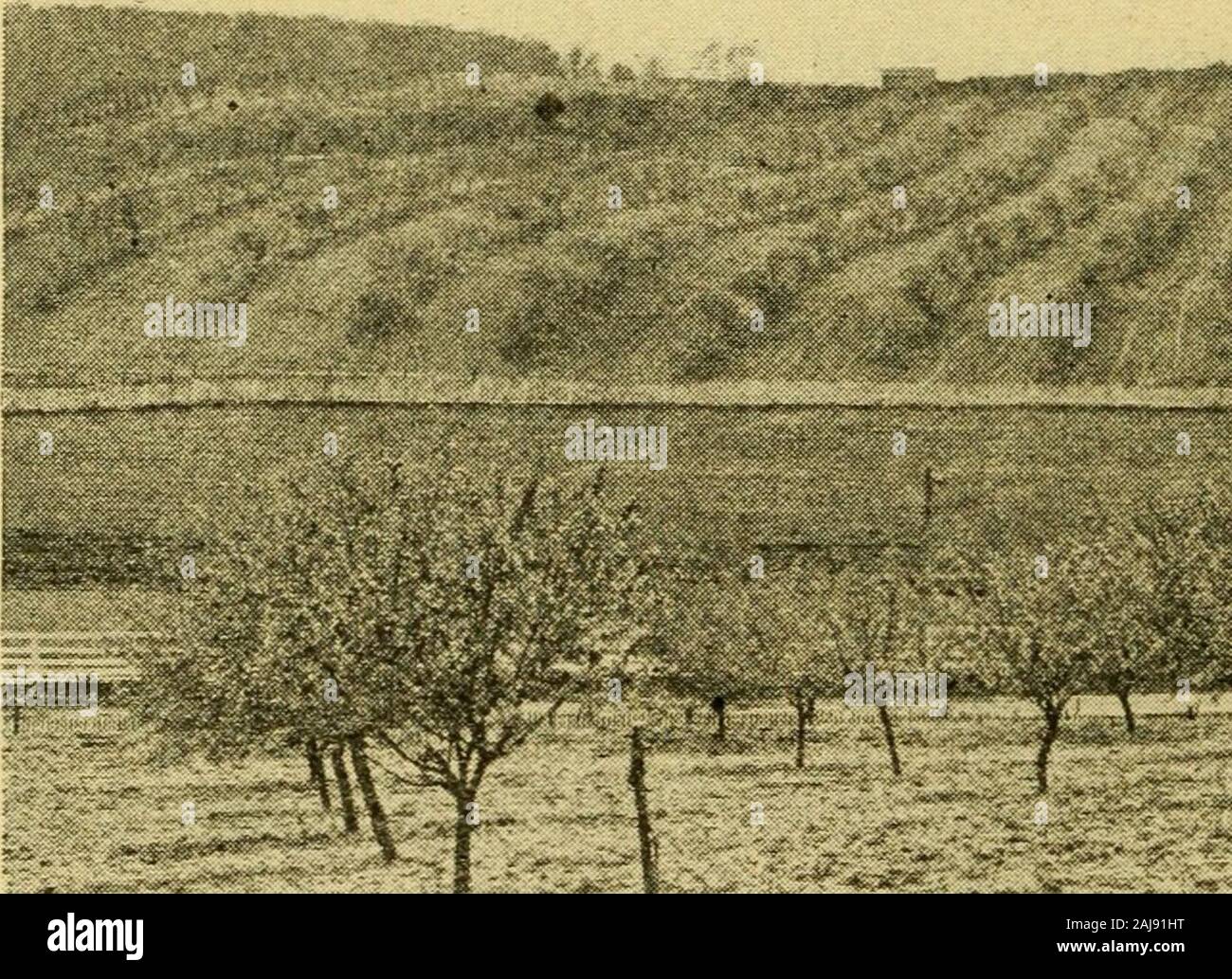 A history of Virginia for boys and girls . The most famous apple ...