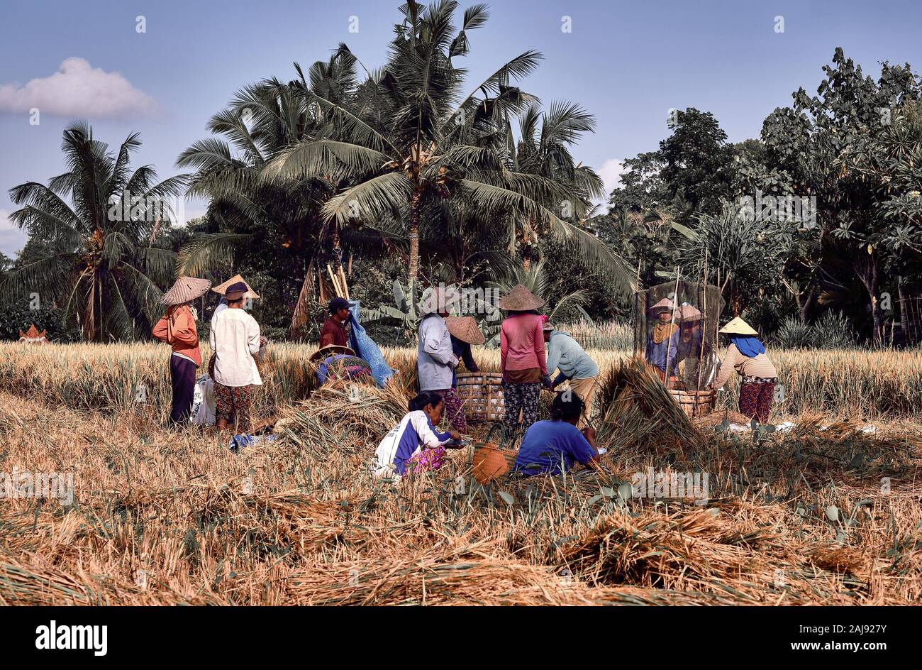 Bali, Indonesia - 3 Jan 2020: Farmers harvesting rice in rice field in ...