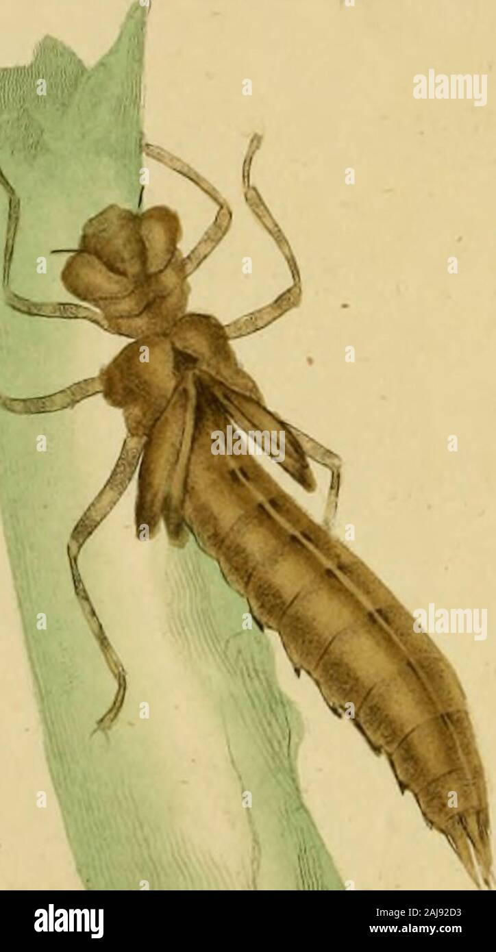 The natural history of British insects : explaining them in their ...