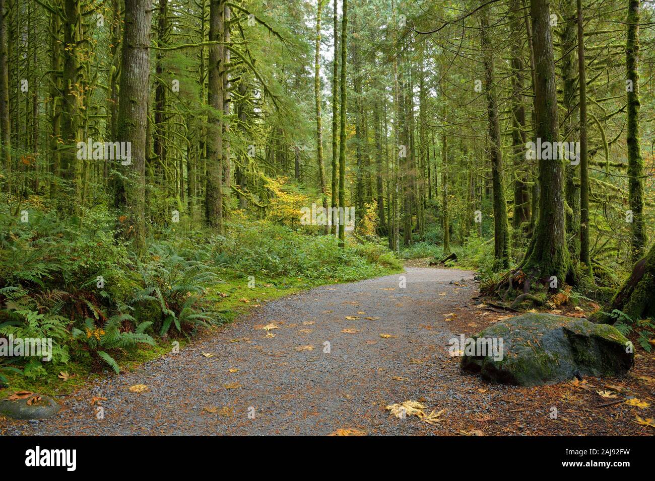 Trail in a rainforest with giant mossy trees in Golden Ears Provincial ...