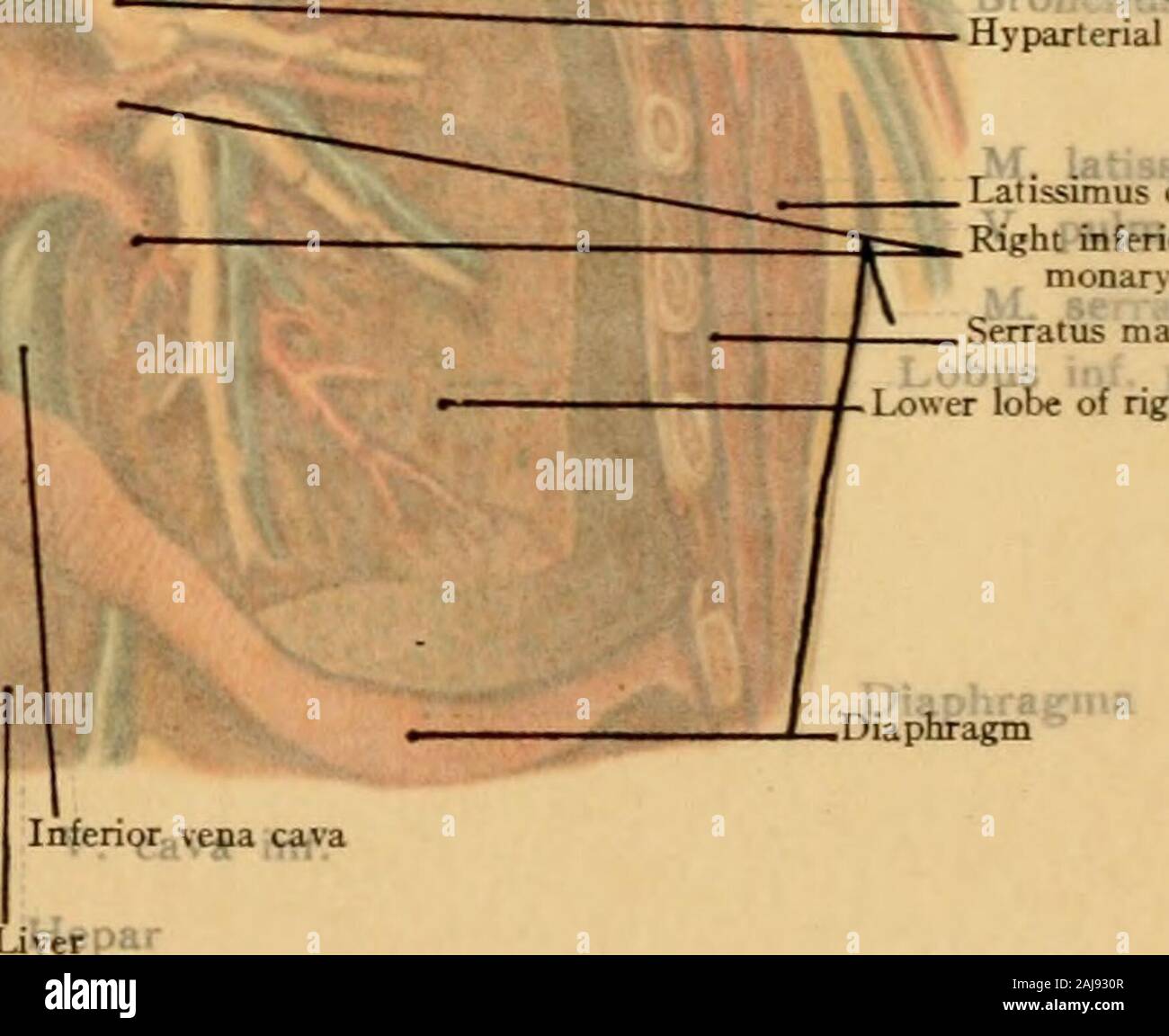 Atlas and text-book of topographic and applied anatomy . Lower lobe of ...
