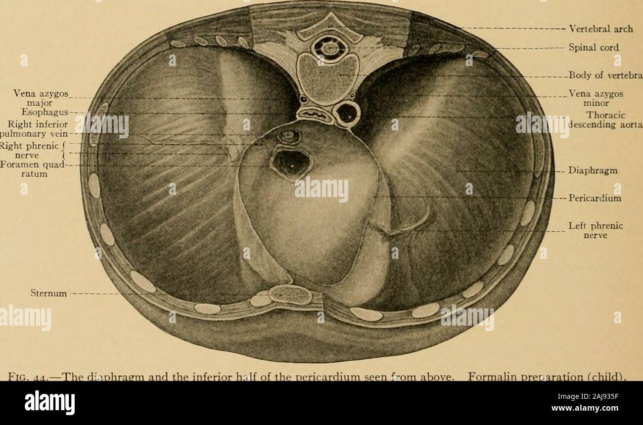Atlas and text-book of topographic and applied anatomy . mpanies the ...