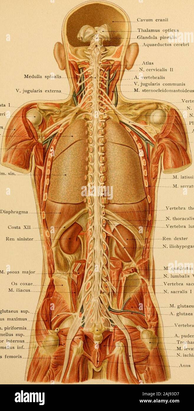 Deltoides anterior hi-res stock photography and images - Alamy